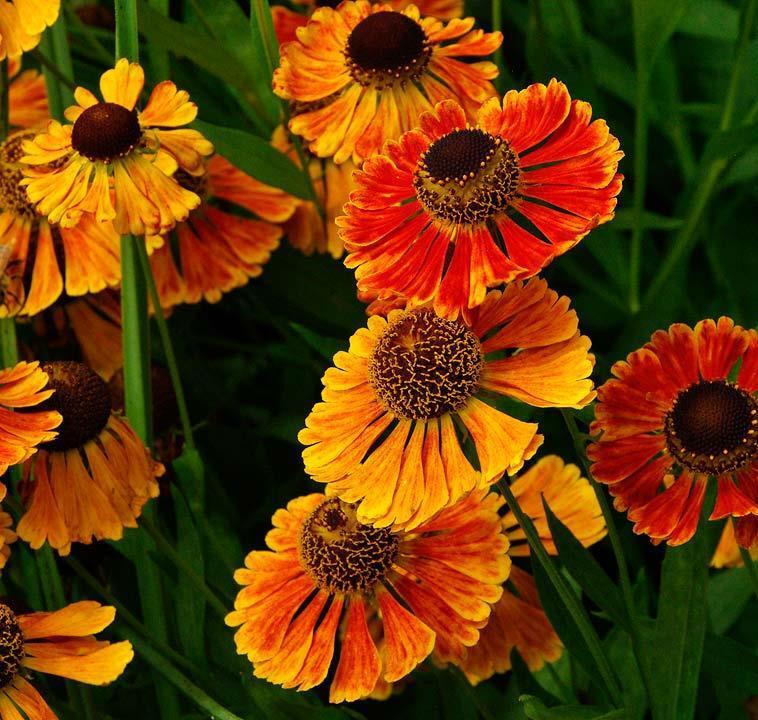Helenium Autumnale Red & Gold HP, Sow Feb-Oct, Stunning Hardy Perennial ...