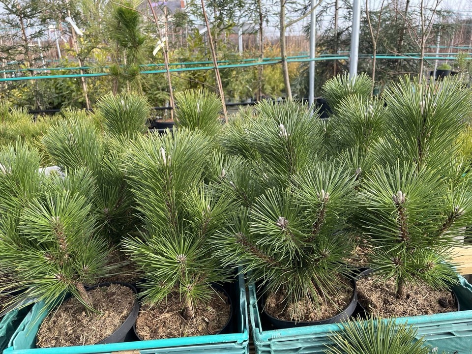 Japanese Black Pine 'Thunderhead' Tree / Pinus thunbergii - 20/40cm ...