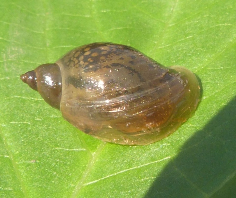 OUT OF STOCK 9+1 Live Aquatic Bladder Snails - Aquarium Cleaners | eBay