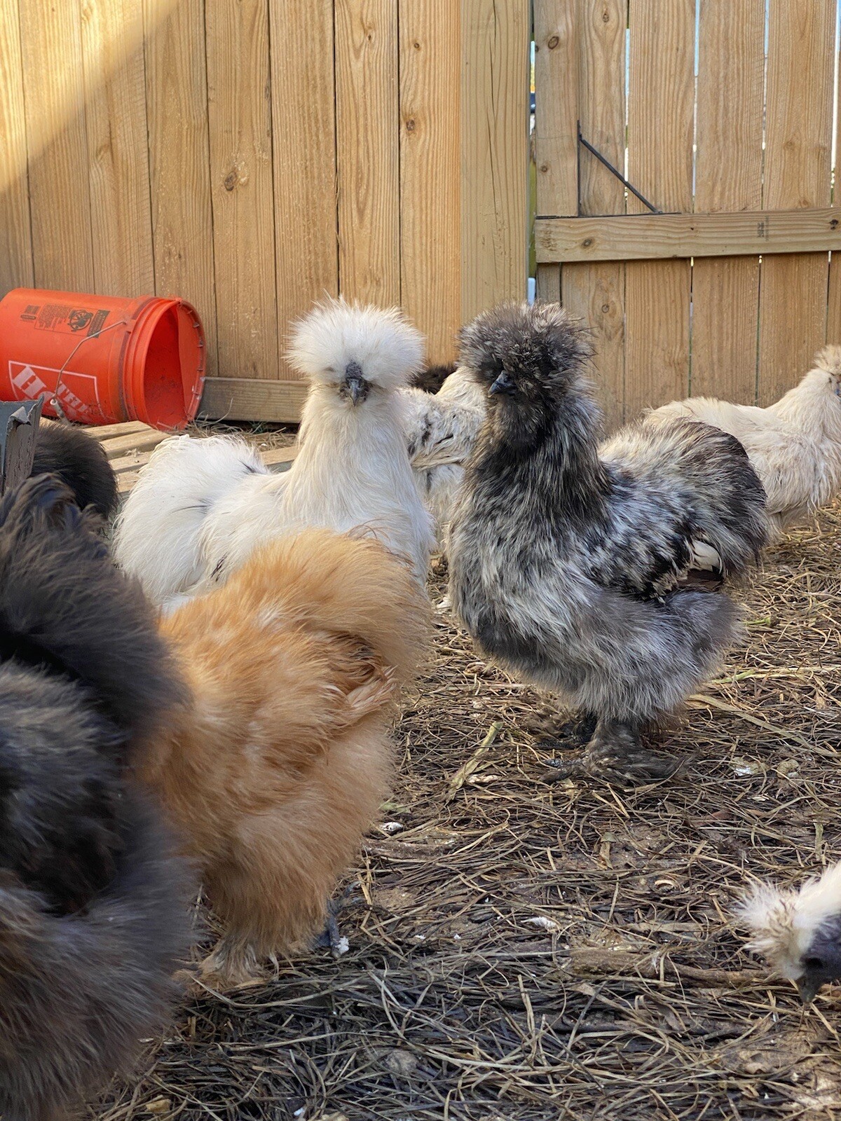 4 Show Quality Silkie Chicken Hatching Eggs,all Colors,Bearded ...