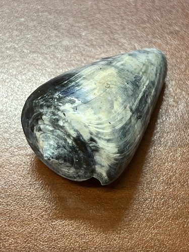 RARE Fossilized CONE Shell From Central Florida, Pliocene Era. | eBay