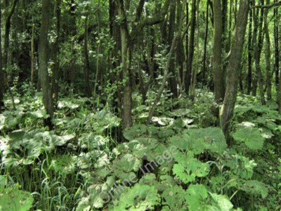Photo 6x4 Primeval looking woodland Consall This scene could come ...