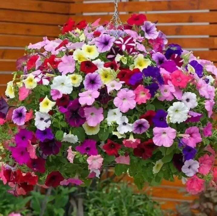 500+ Petunia Seeds - Mixed Rainbow Colors | Grandiflora Flowers ...
