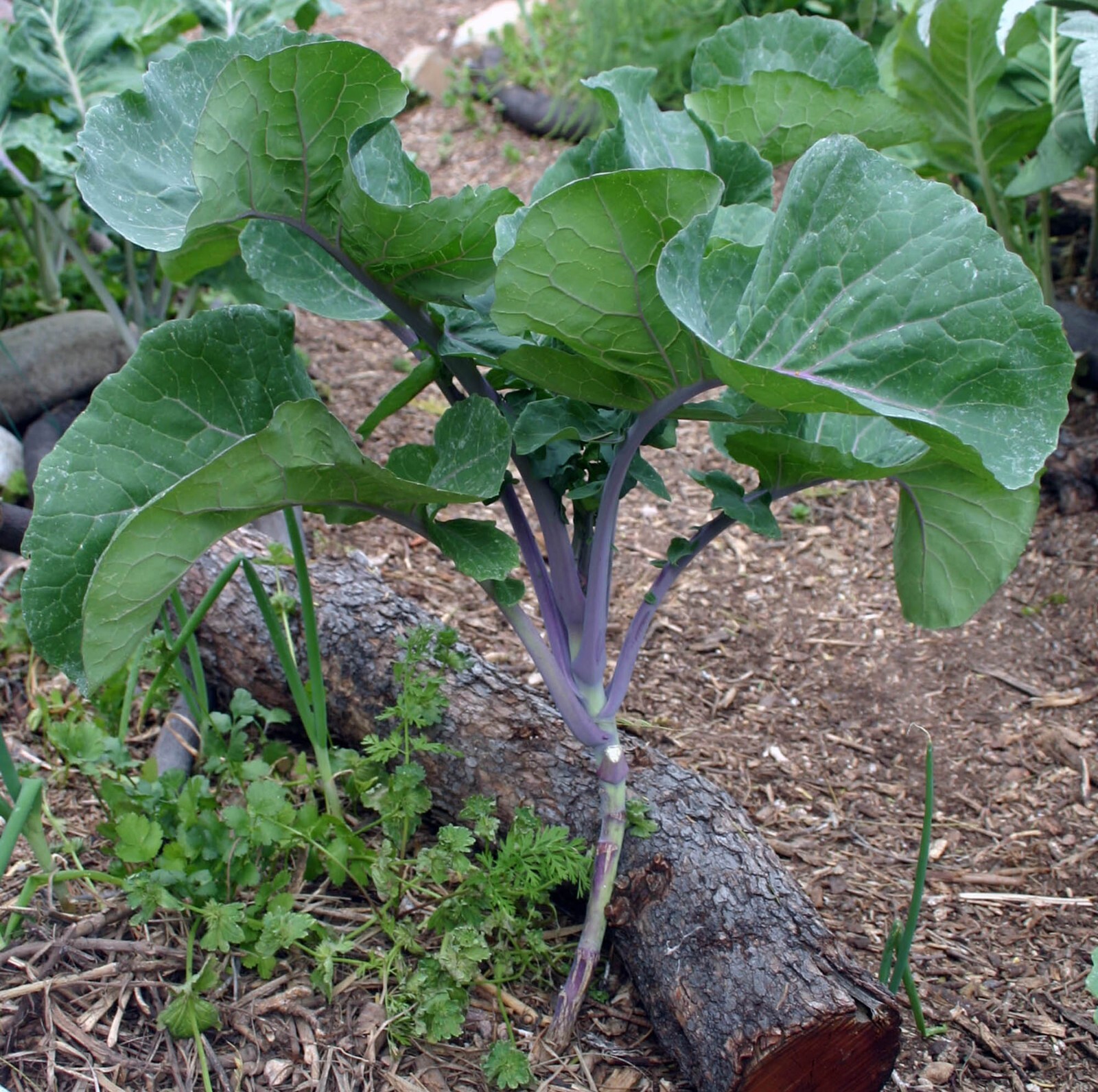 Purple Tree Collard Seeds - 15/50/100 seeds - Organic Kale Collards ...