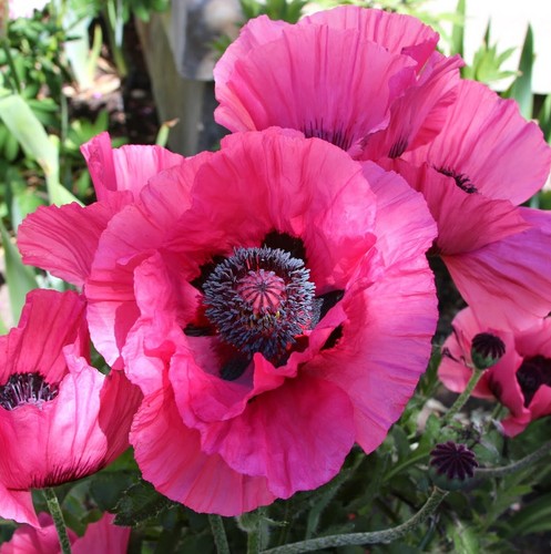 Poppy 'Raspberry Queen' - Papaver in 1L Pot - Established Plant Ready ...