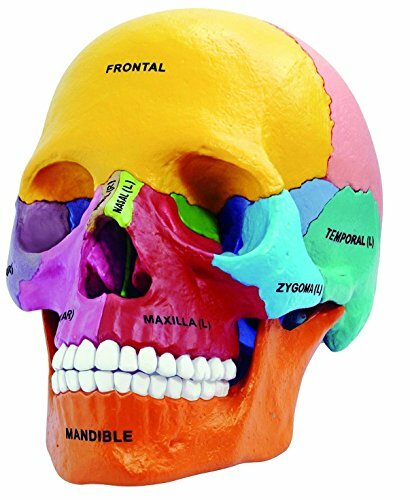 4D SKULL MODEL Anatomy Didactic Exploded Puzzle Color Coded Labeled 4D ...