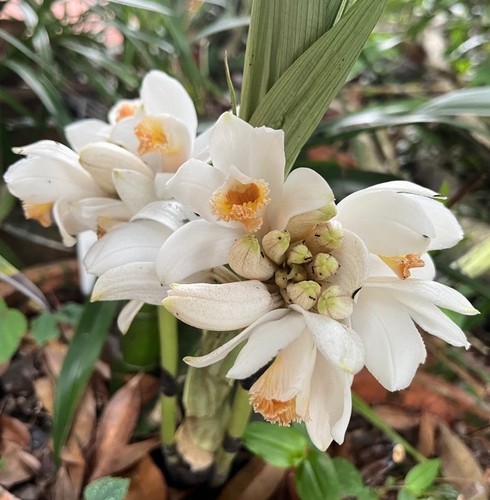 Phaius columnaris VERY RARE Orchid Species TERRESTRIAL | eBay