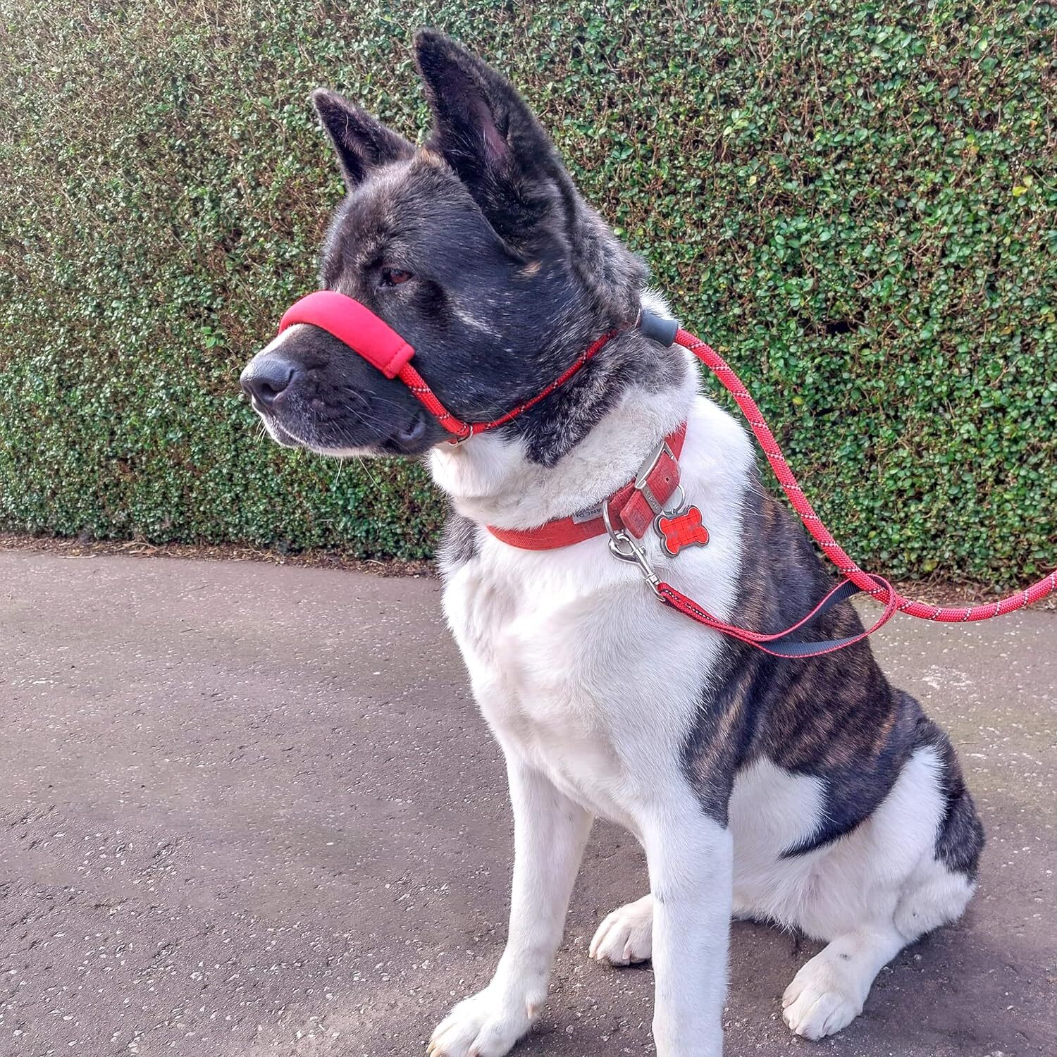 Figure of 8 Dog Lead With Padded Nose Loop-Anti Pull Dog Lead Stop Dog ...