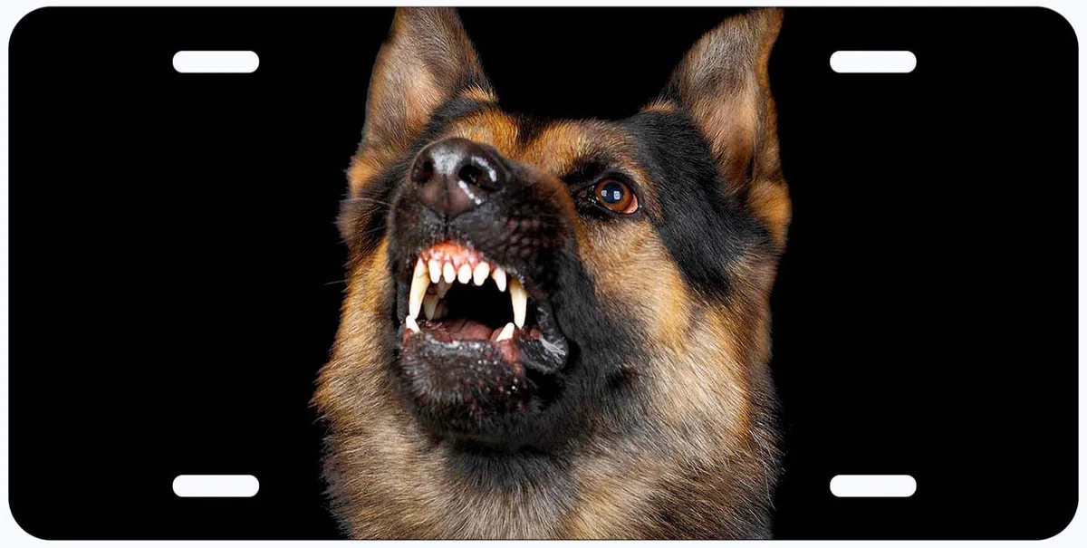 Snarling German Shepherd