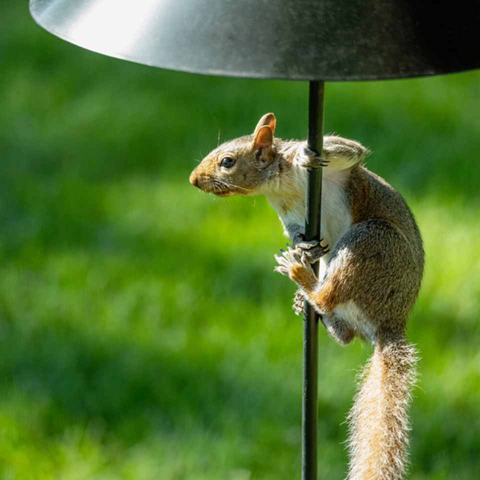 12/14/16/18 Inch Squirrel Proof Baffle Squirrel Guards for Bird Feeders ...