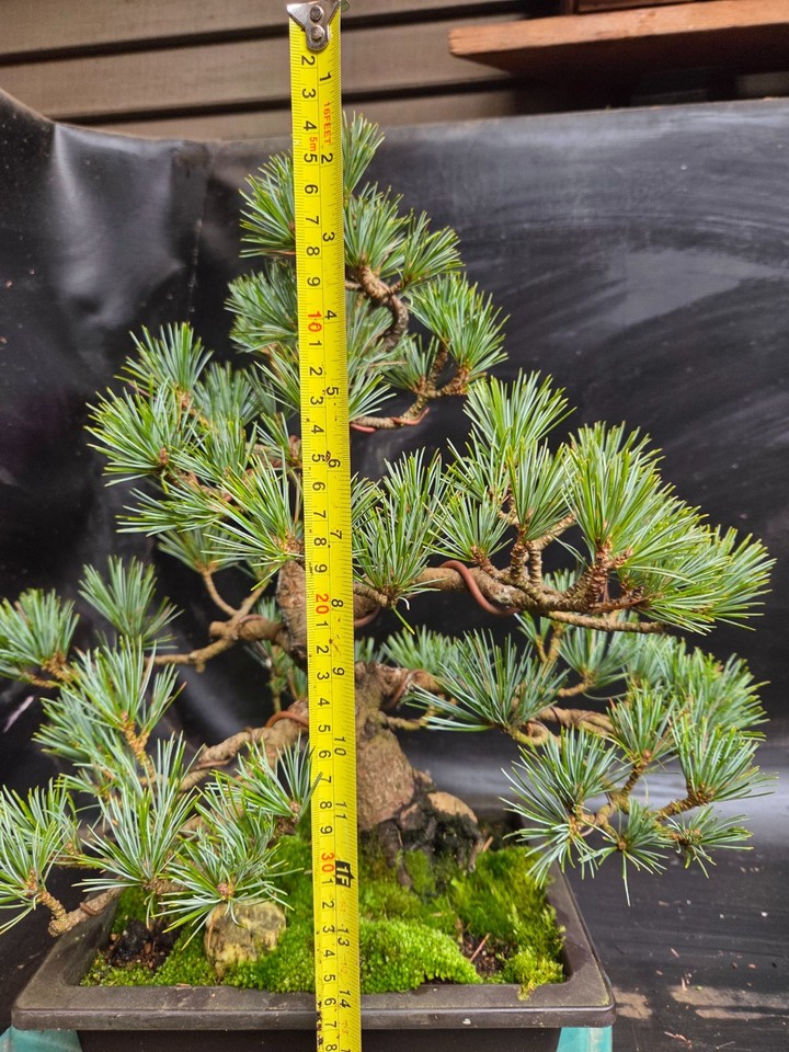 Bonsai Japanese White pine - Kinpo | eBay