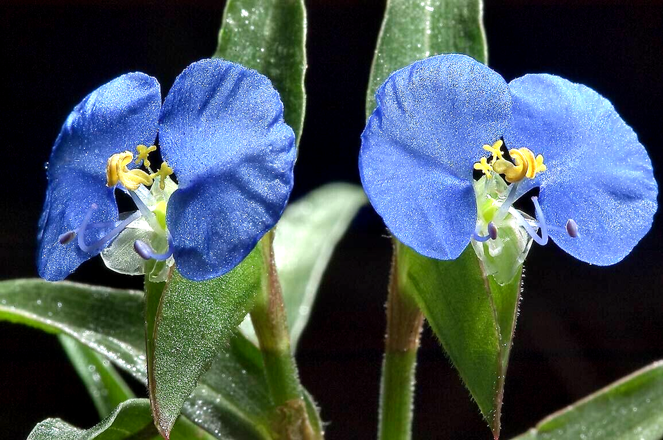 30+ Asiatic Dayflower Herb Seeds (Commelina communis) Organic, Heirloom ...