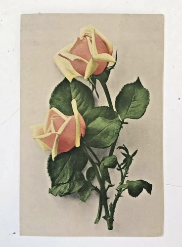 CPA ROSE JAUNE ET ORANGE MARO ST/ Fancy Yellow Orange Roses Postcards ...