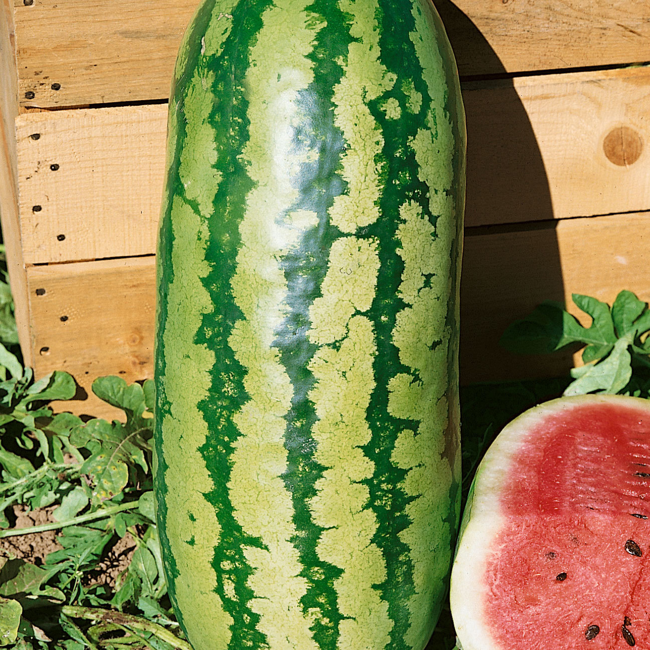 25+CONGO WATERMELON Seeds Organic Heirloom Vine XL 30-50lbs Summer ...