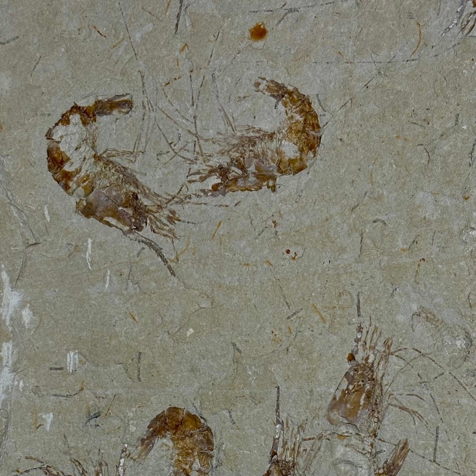 Carpopenaeus callirostris fossil shrimp – Late Cenomanian Sannine ...