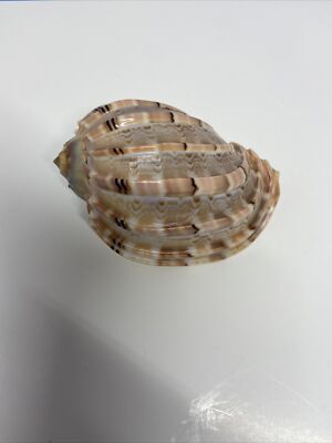 Harpa Major shell 3.5” Oiled | eBay