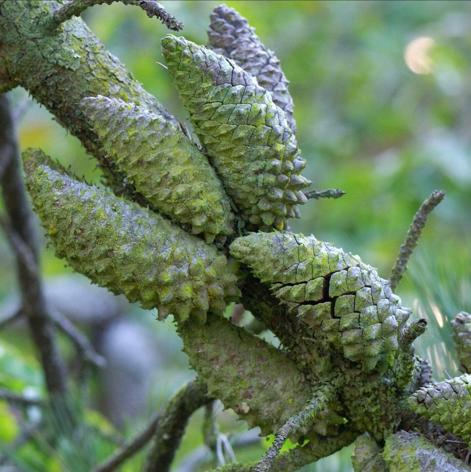 Pinus attenuata (Baja California, MEXICO) - Knobcone pine | Rare Pine ...