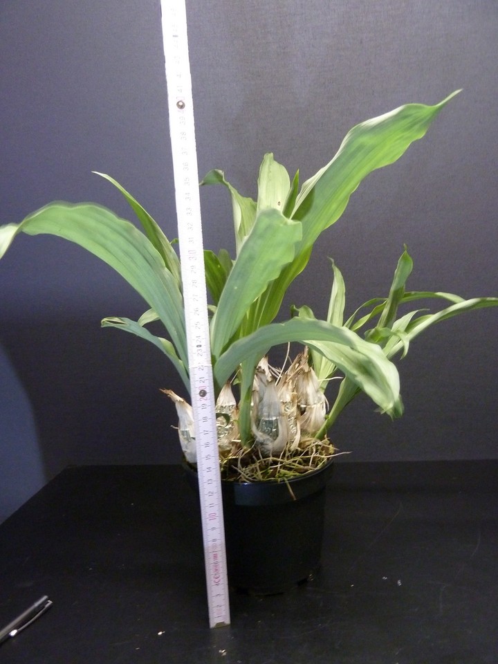 Clowesia rosea mit 6 Neutrieben | eBay.de