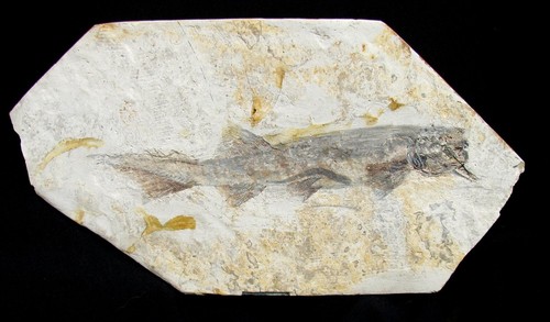 VERY COOL LARGE CRETACEOUS PEIPIAOSTEUS EXTINCT FOSSIL STURGEON FISH ...