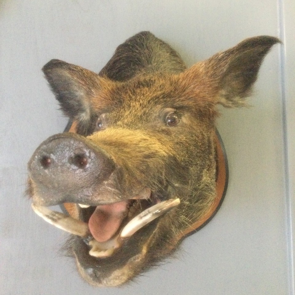 American Wild Boar Head Mount, Taxidermy, Man Cave, Hunting Trophy ...