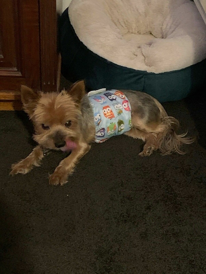 New Male Dog Puppy Pet Nappy Diaper Belly Wrap Band Sanitary Pants ...