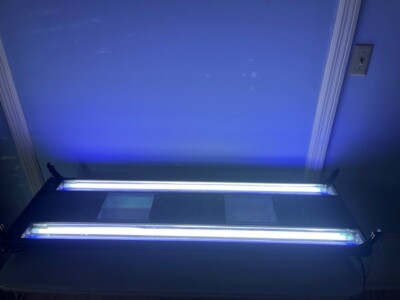 Aquarium light 48" LED T5 (4) Bulbs W/ 2 Square Halide Lamps For Corals ...