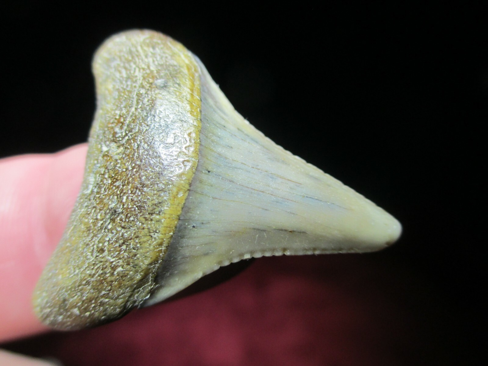 1-7/16 GREAT WHITE SHARK Tooth Fossil - Peru South America - PERUVIAN ...