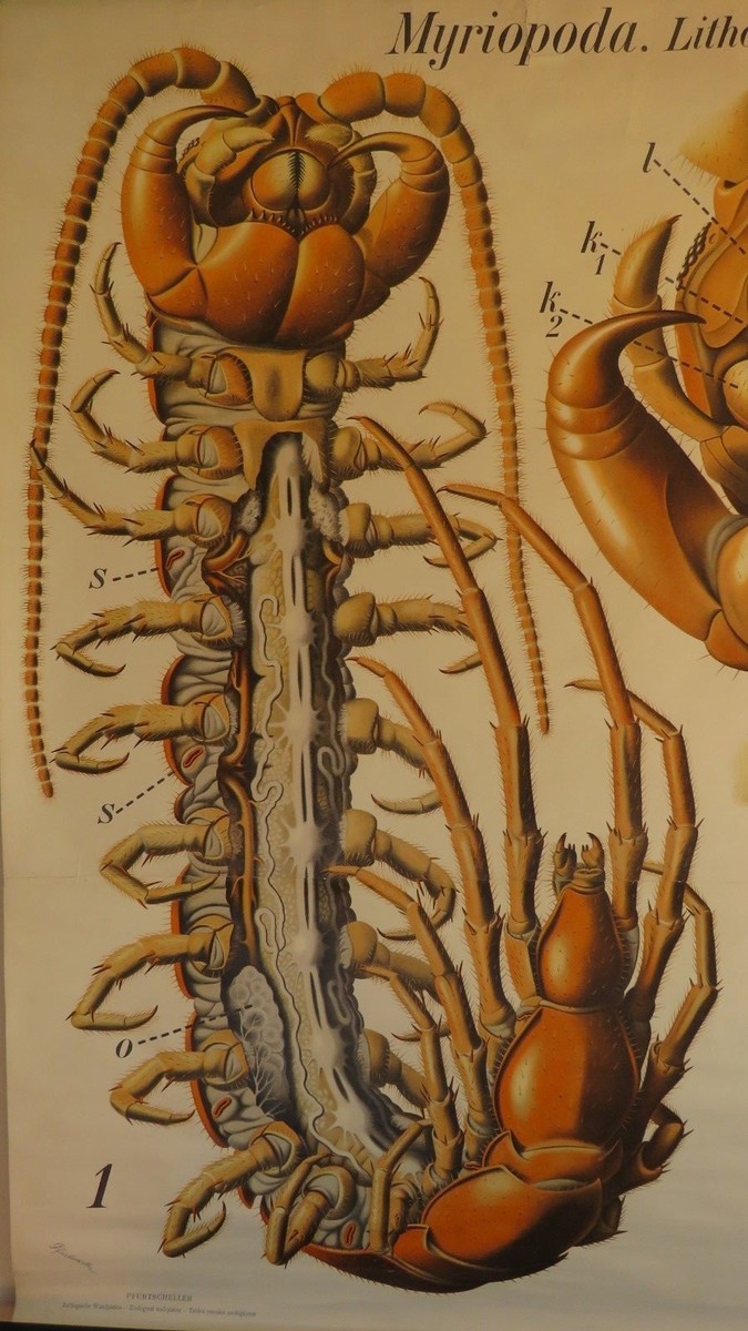 Centipede Anatomy Centipedes | USU