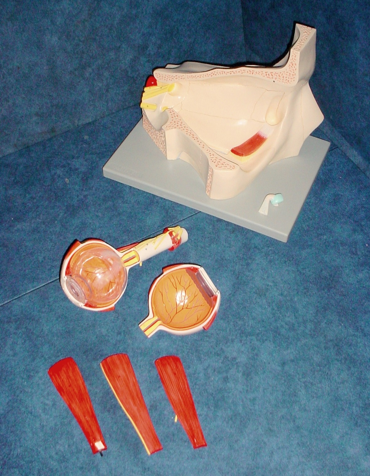 Altay Scientific Eye with Orbit Model - 5 Times Normal Size #8 | eBay