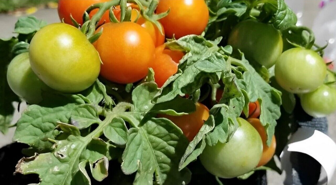 Red Robin Micro Dwarf Sweet Cherry Tomato Vegetable 12 Seeds (Read) | eBay