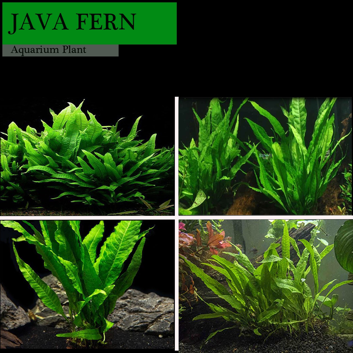 BUY 2 GET 1 FREE Java Fern Microsorum Pteropus Potted Plant Live ...