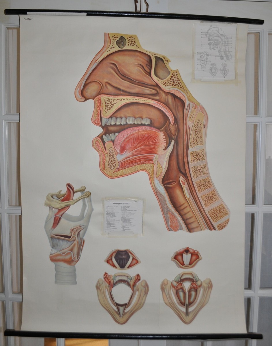 What Are Speech Organs With Pictures The Organs Of Speech | PPT