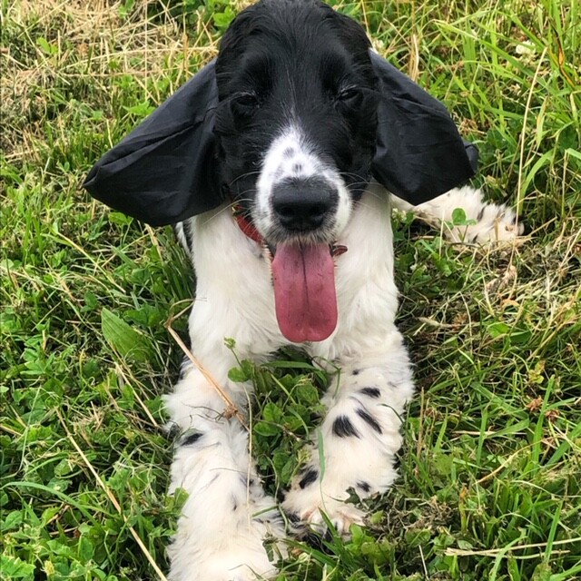 Dogs Ear Protectors/Protection Mutts Ear Mitts® Spaniel, Ear Cover/Hood ...