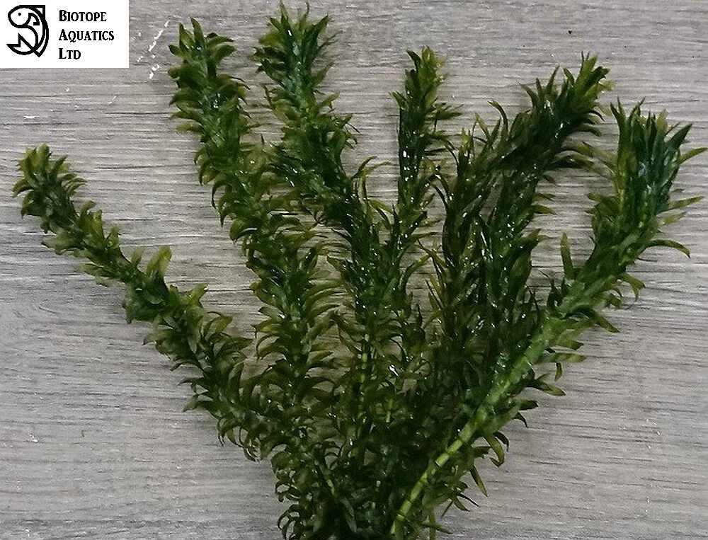 Elodea In Water