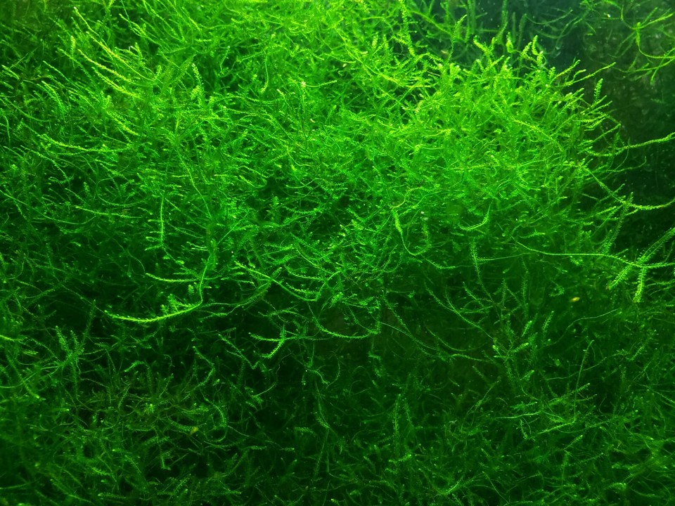 Java Moss / Taxiphyllum barbieri. Easy Low Light Aquarium Plant | eBay