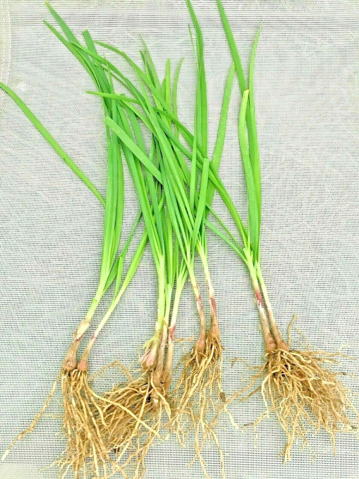 10 Garlic Chives Roots For Planting 2025, Fast Maturity for Regular ...