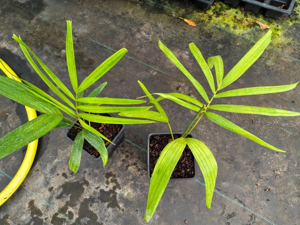 Ptychosperma pullenii - 11 cm Pot Rare Palm Seedling | eBay UK