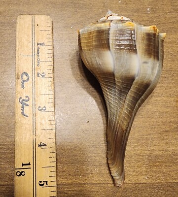 5x3 Inch Florida Lightning Whelk Seashell | eBay