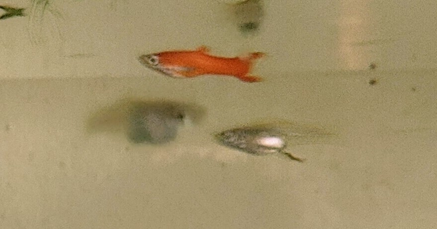 2 pair (2M/2F) Chili Endlers Guppy Freshwater Tropical Livebearer Fish ...