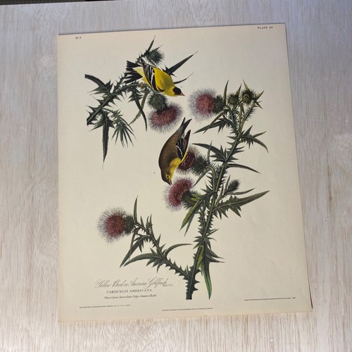 J.J. Audubon American Goldfinch • 16" x 19.25" Engraved & Printed By R ...