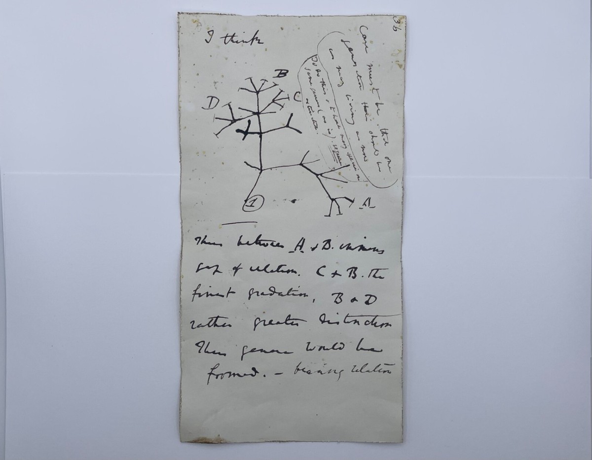 Darwins Tree Of Life Sketch