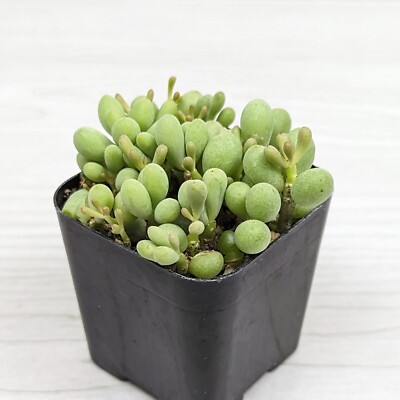 Succulent Live Plant - Tylecodon Schaeferianus - Fairy Tale Plant- In 2 ...