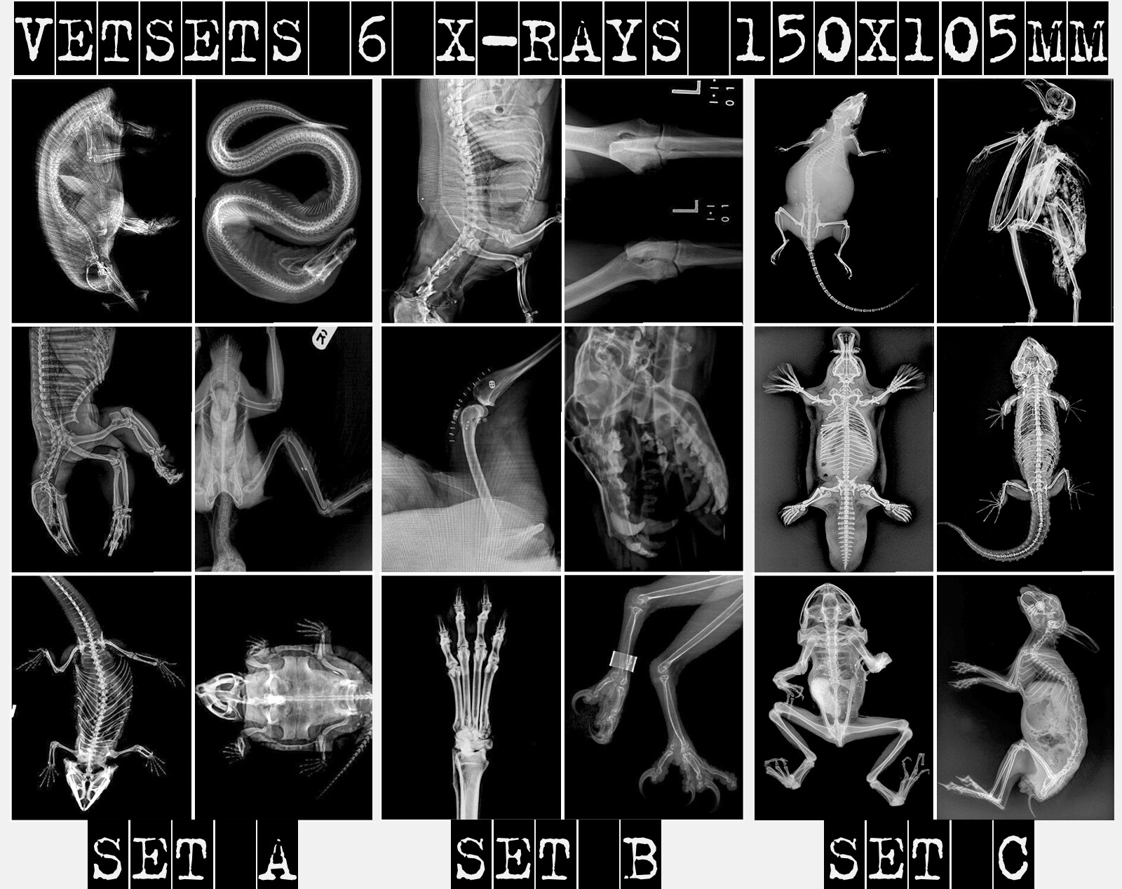 VET SETS A or B or C 6x animal X-RAYs imaged onto film lightbox ...
