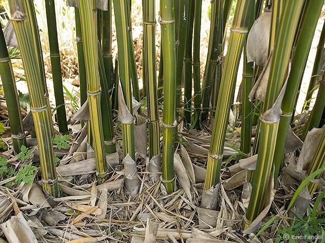 Bambu Gigantochloa 'bicolor Bamboo, 15 Semi Raccolto 2023,Raro Bambù ...