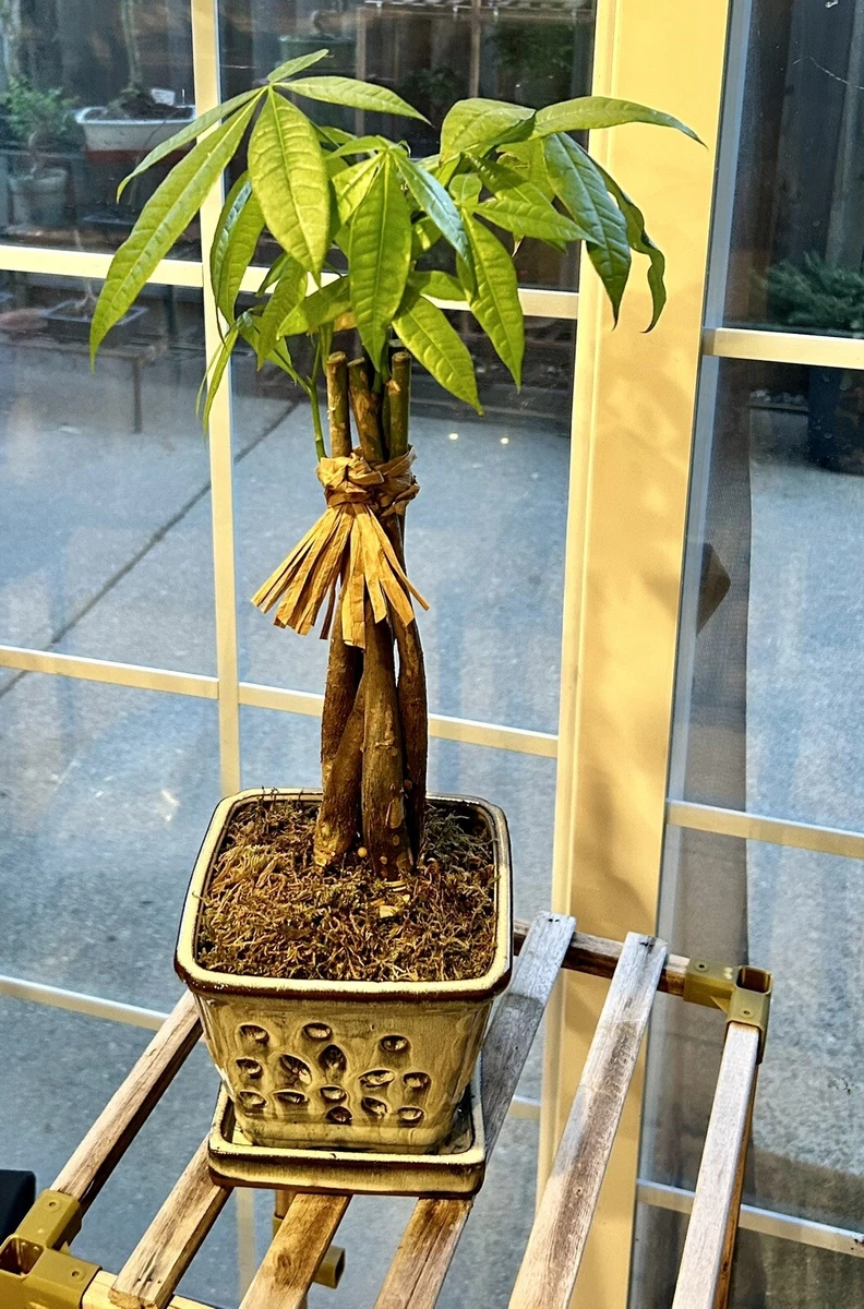 Tall Money Tree Plant