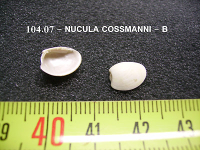 104.07 B - NUCULA COSSMANNI - LOT DE 2 - FOSSILE DU BASSIN PARISIEN | eBay