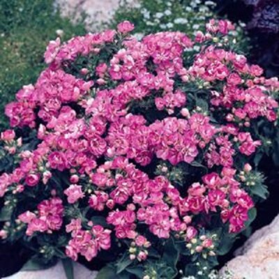 Phlox Seeds Promise Lilac 50 Double Flower Phlox flower seeds Phlox ...