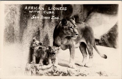 LIONS, African Lioness & Cubs, San Diego Zoo, SAN DIEGO, CA Real Photo ...