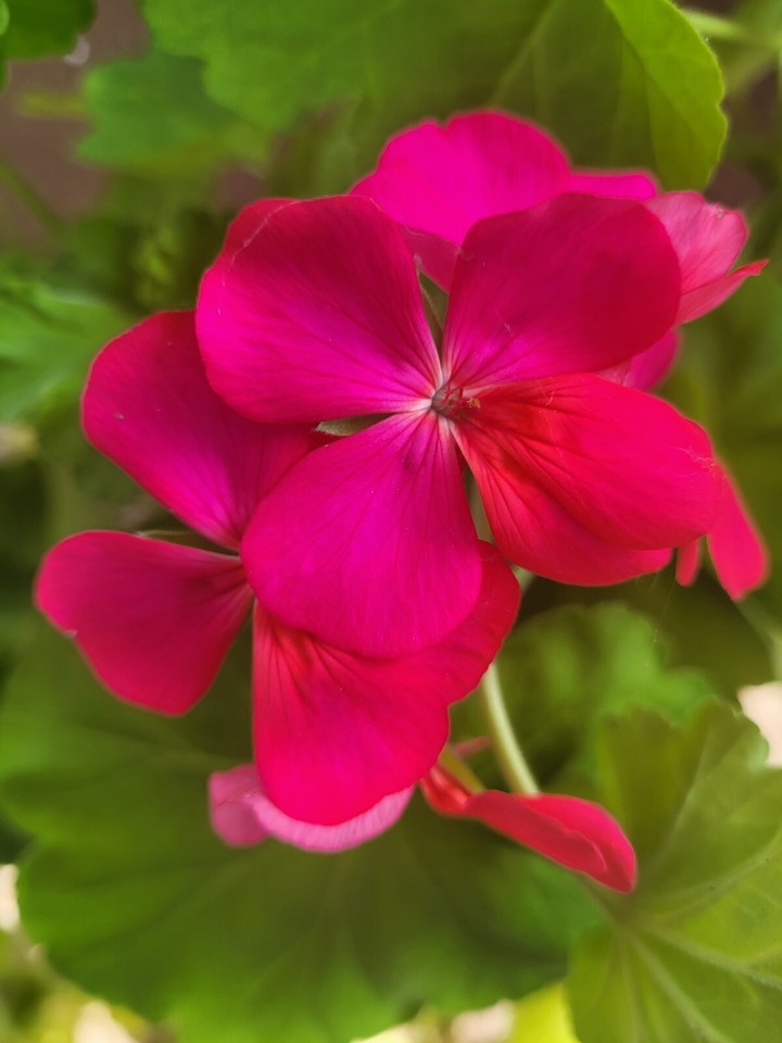 Live Plant - Pelargonium hortorum 'Persian Queen' Geranium | eBay