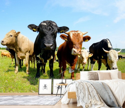3D Pasture Angus Cattle O29 Animal Wallpaper Wall Murals Removable ...